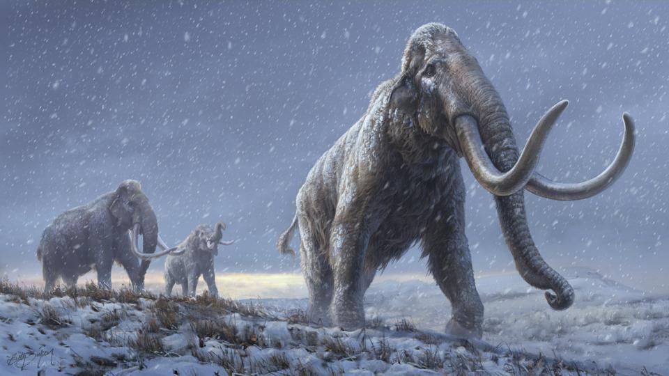 Woolly Mammoth Find Obliterates What We Thought We Knew About The Furry ...