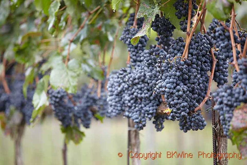 Grenache, An Unsung Hero In The Vineyards
