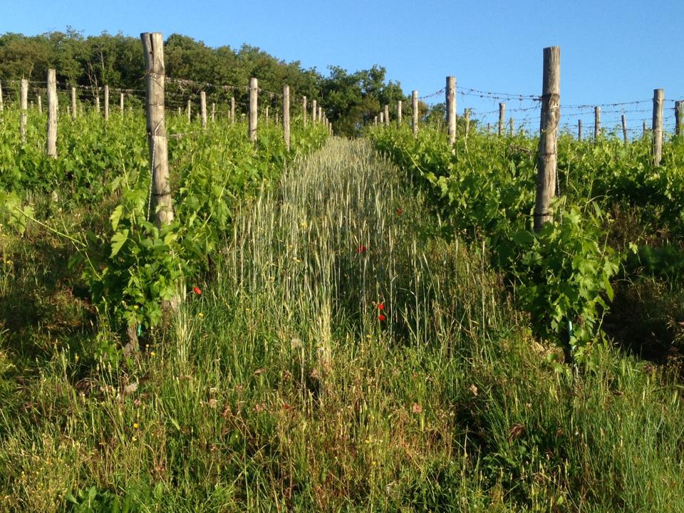 In Chianti, Forgotten Land And A Biodistrict