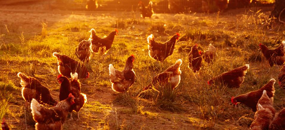 Producer Of Organic Pasture Raised Eggs Becomes A B Corp (But Doesn’t ...