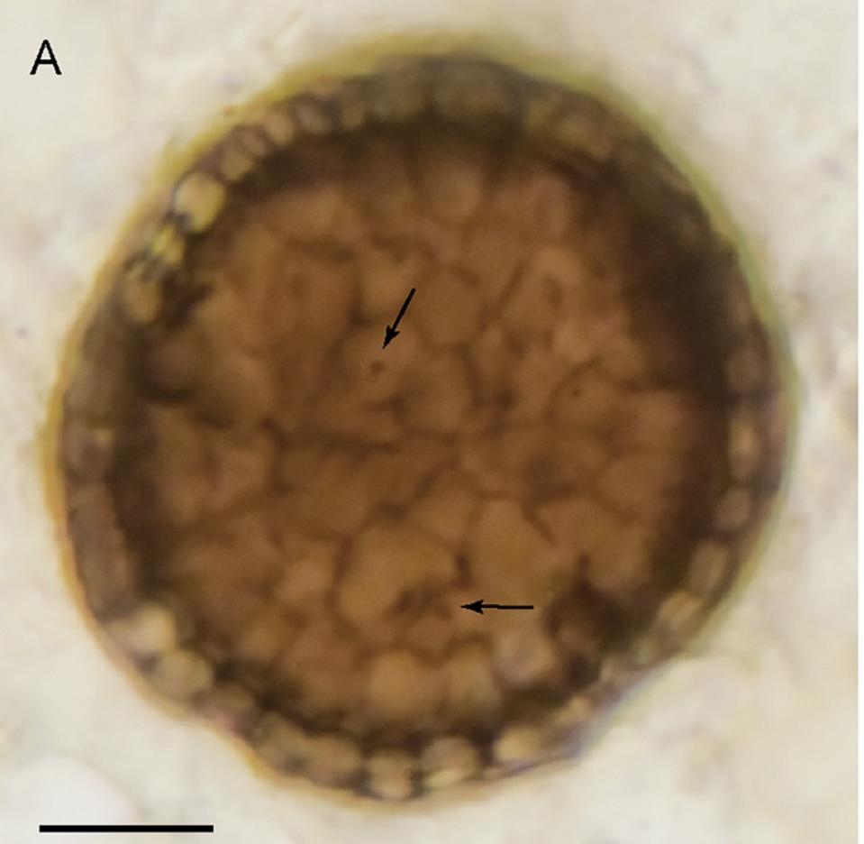 One Billion-Year-Old Fossil Could Be The Oldest Multicellular Organism