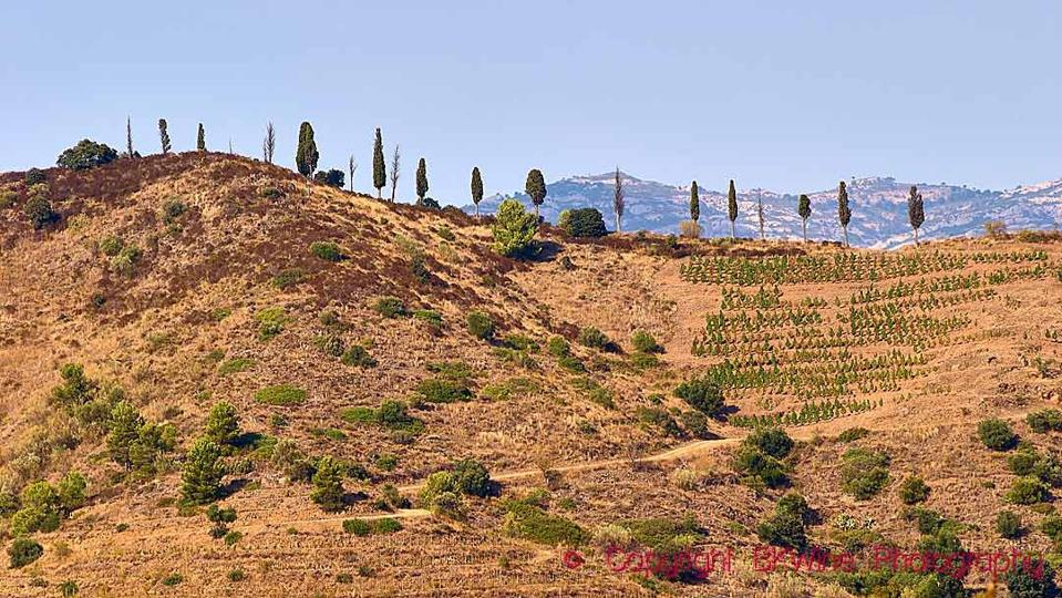 Mas Igneus In Spanish Priorat: When Soil, Climate And Winemaker ...
