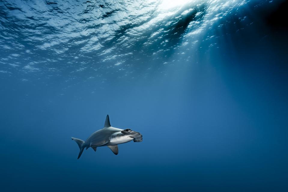 Scientists Sequence The Genomes Of Endangered Sharks