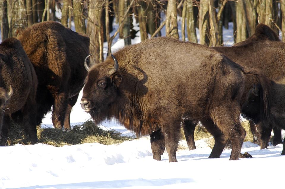 Five Underrated Wildlife Destinations To Visit In The European Union