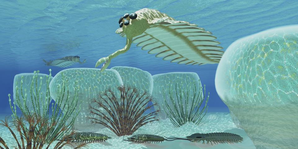 Mudflow Simulations Cast Doubt On Reconstruction Of Burgess Shale Fauna ...