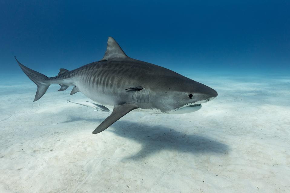 Didn’t Expect To See A Baby Tiger Shark Here!