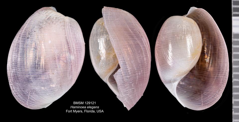 Were Cowrie Shells The Original Bitcoin? A Fascinating New Book And Museum Exhibit Reveal The ...