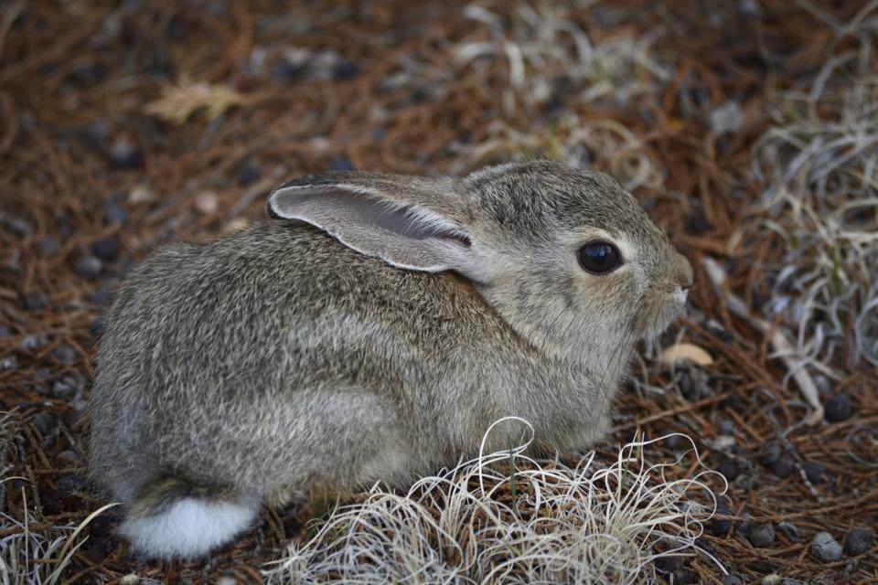 Why Is Your Pet Rabbit Of European Descent? Researchers Have A Possible ...