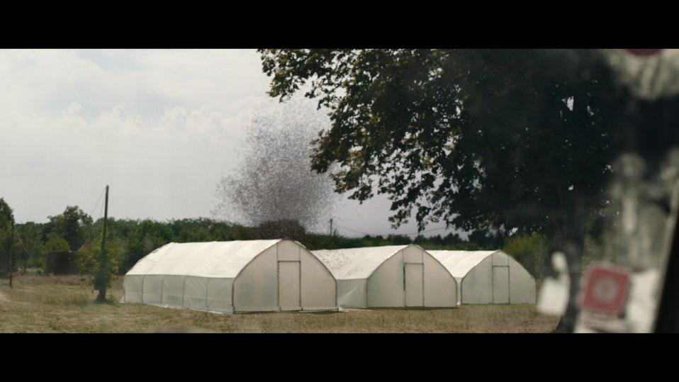 ‘The Swarm’: A Great New French Horror On Netflix
