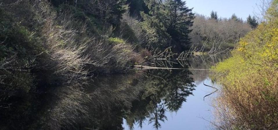 Tree Rings Show Evidence Of 1700 Cascadia Earthquake…