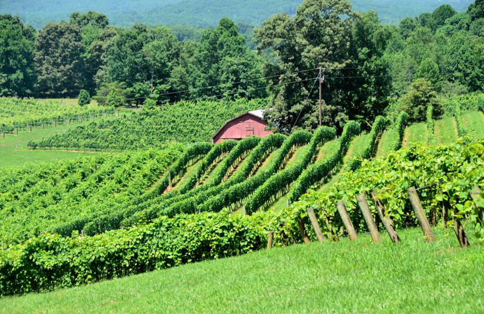 Four Reasons To Visit Georgia’s Wine Country