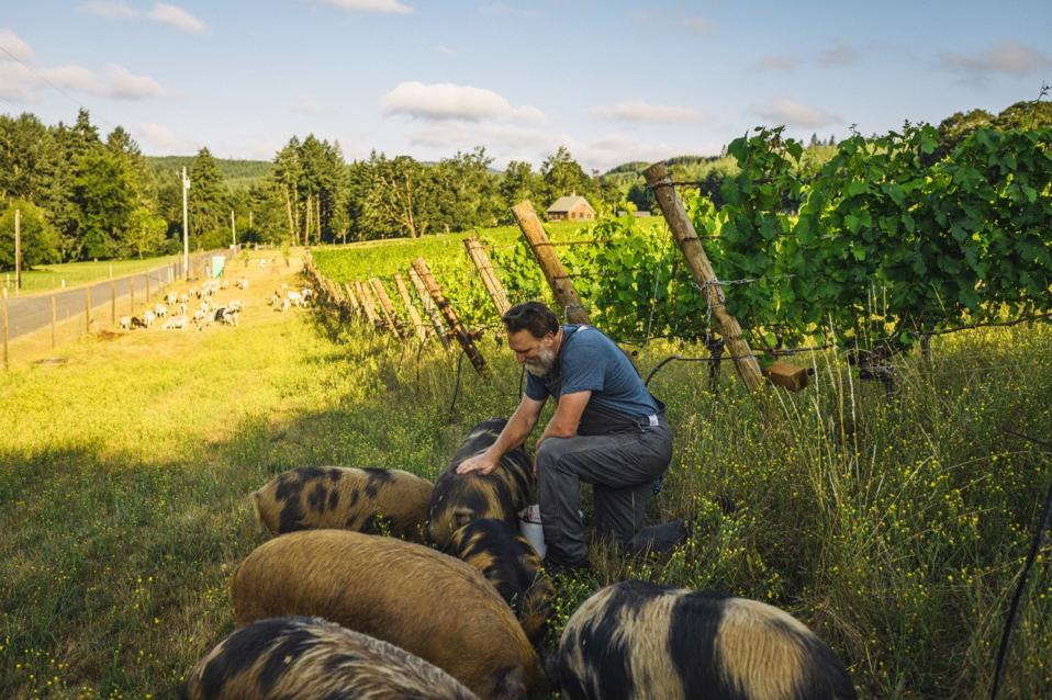 Meet The Animals And People Behind Grazing-Based Viticulture At ...