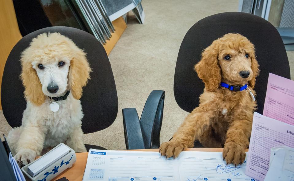 How Office Dogs Can Be Catalysts Of Creativity