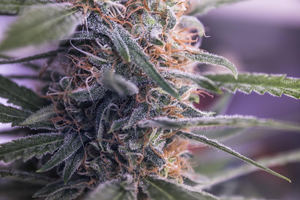 Stop Using Indica And Sativa Labels For Cannabis, Study Says