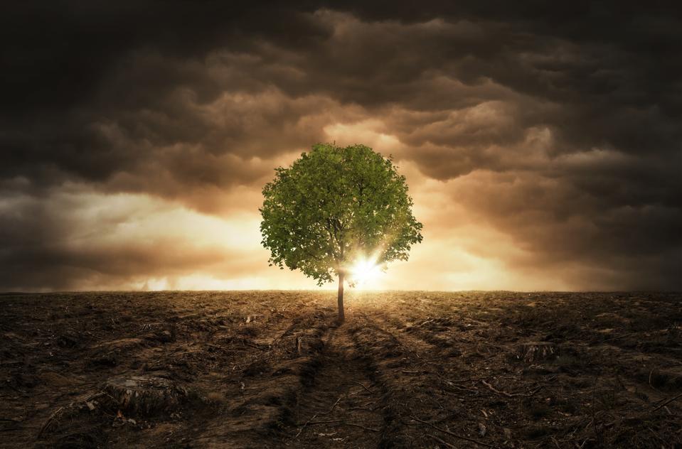 Three Companies Whose Growth Curves Defied The Pandemic