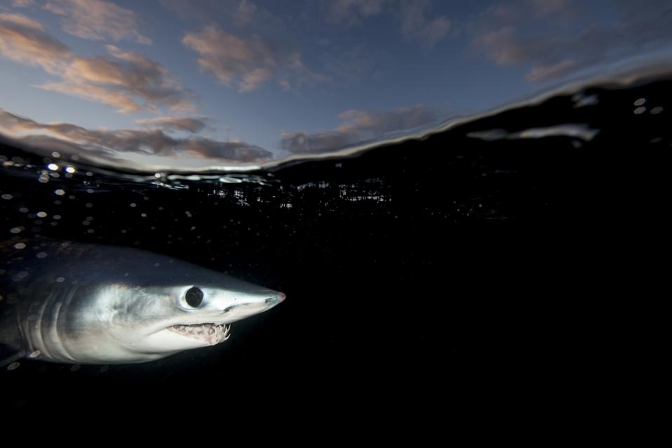 2021 Ends With Hope For Mako Sharks