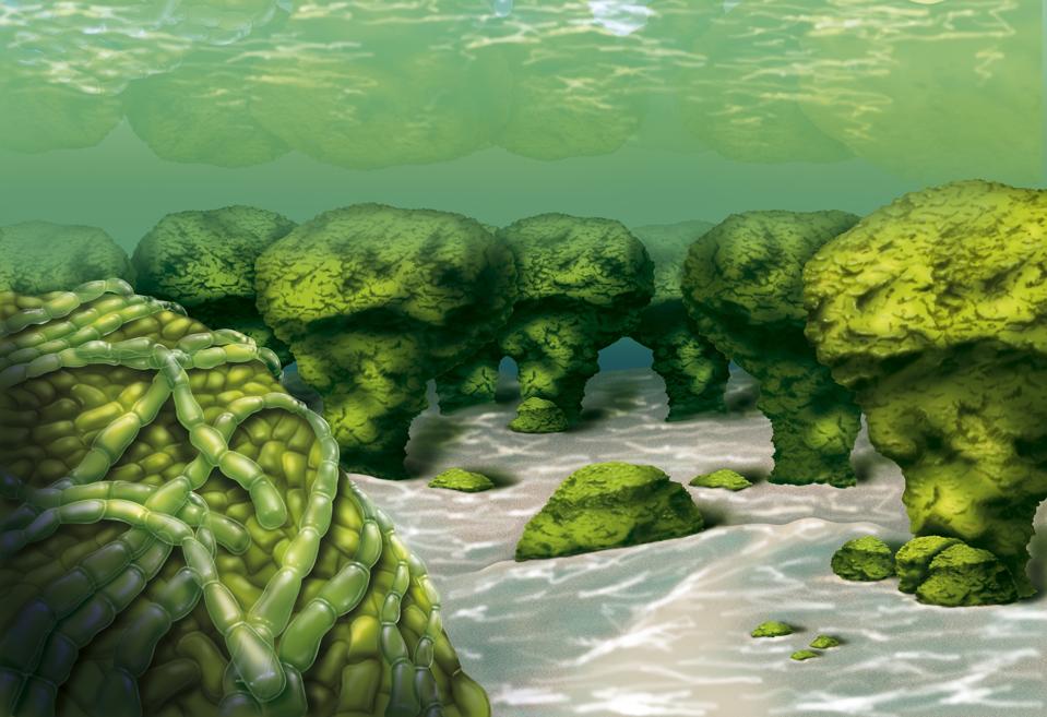 Study Reveals How Explosion In Ocean Life Built The First Mountains