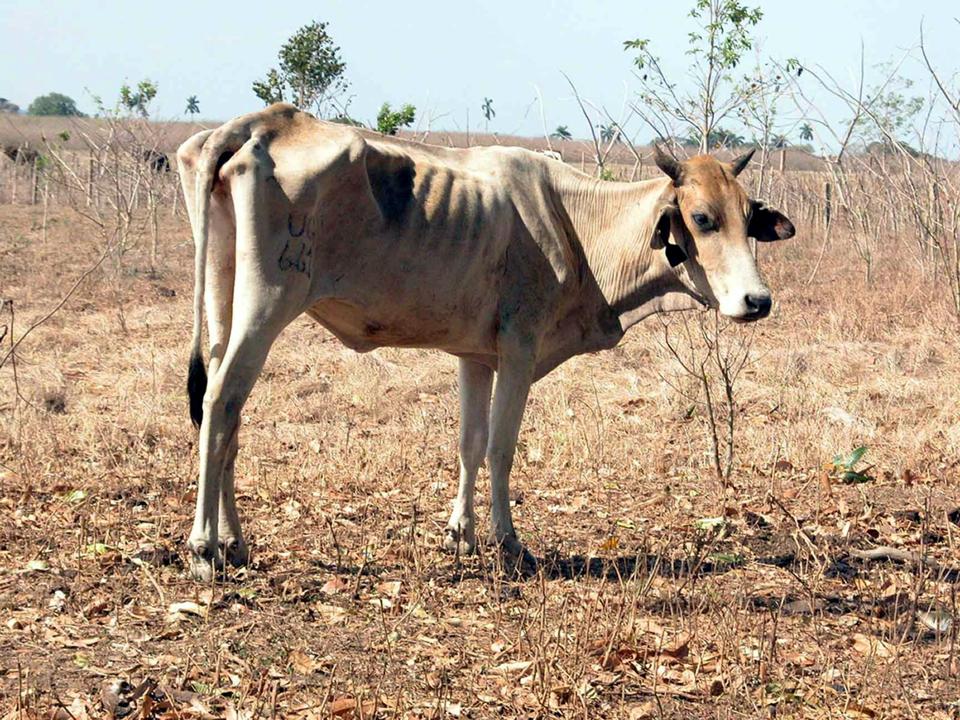 Soil Degradation Is Undermining Food Security In The Caribbean