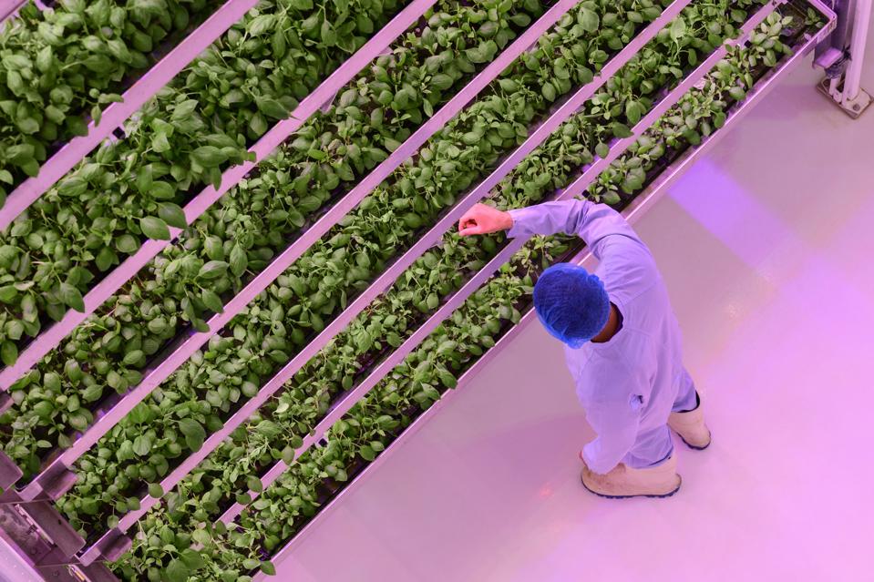 How Vertical Farming And AgTech Can Help Address Food Insecurity