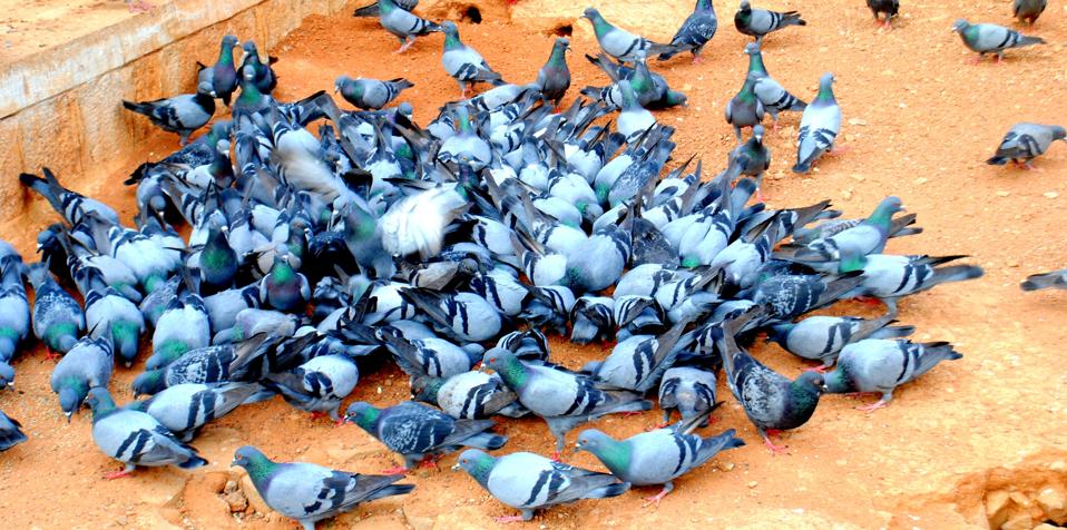 A Pocket Guide To Pigeon Watching By Rosemary Mosco — Review