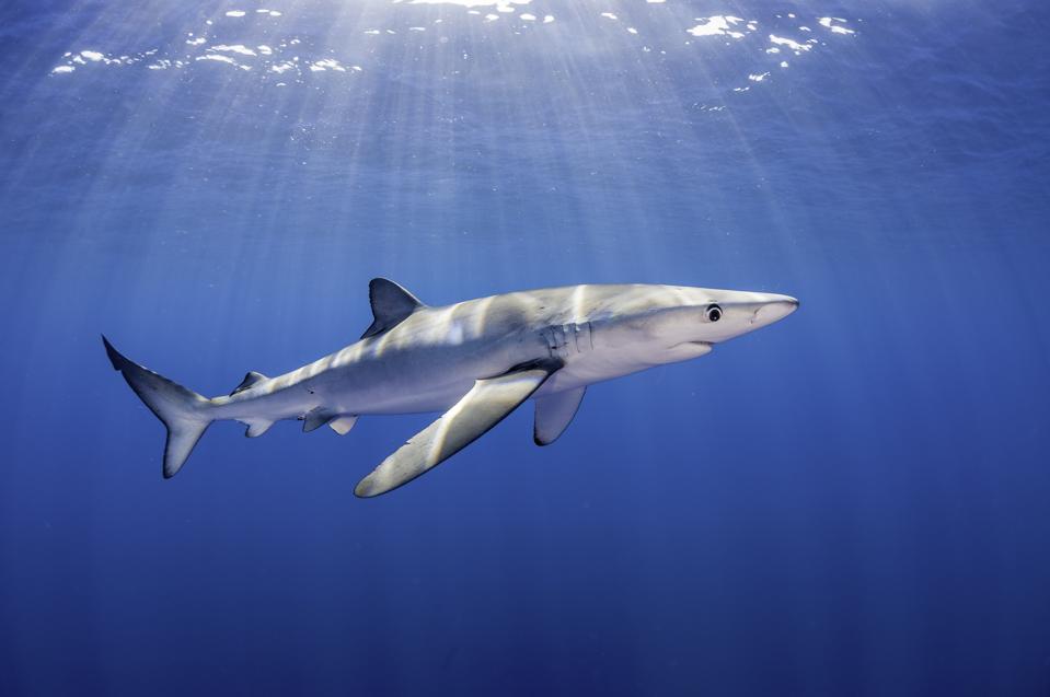 Seasonal Patterns Of Blue Sharks In The Indo-Western Pacific Ocean