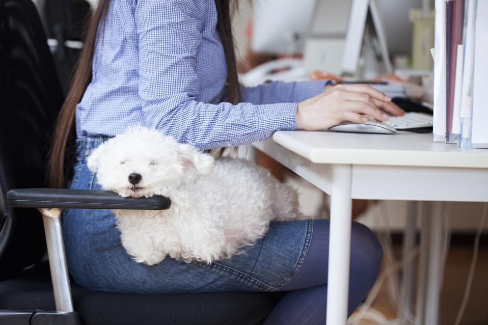 Pet-Friendly Workplaces Are On The Rise: Here’s Where…