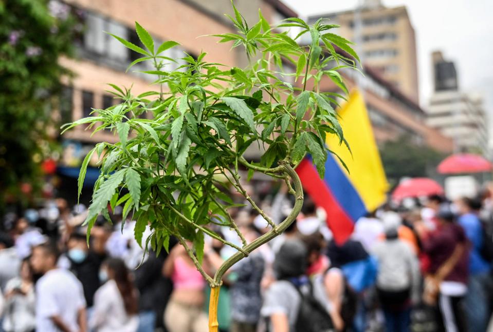 Rewriting The Cannabis Narrative In Colombia: Part 2