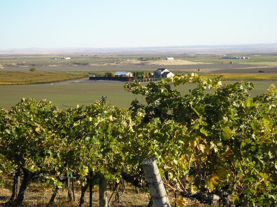 Walking The Rows: Champoux Vineyard In Washington’s Horse Heaven Hills AVA
