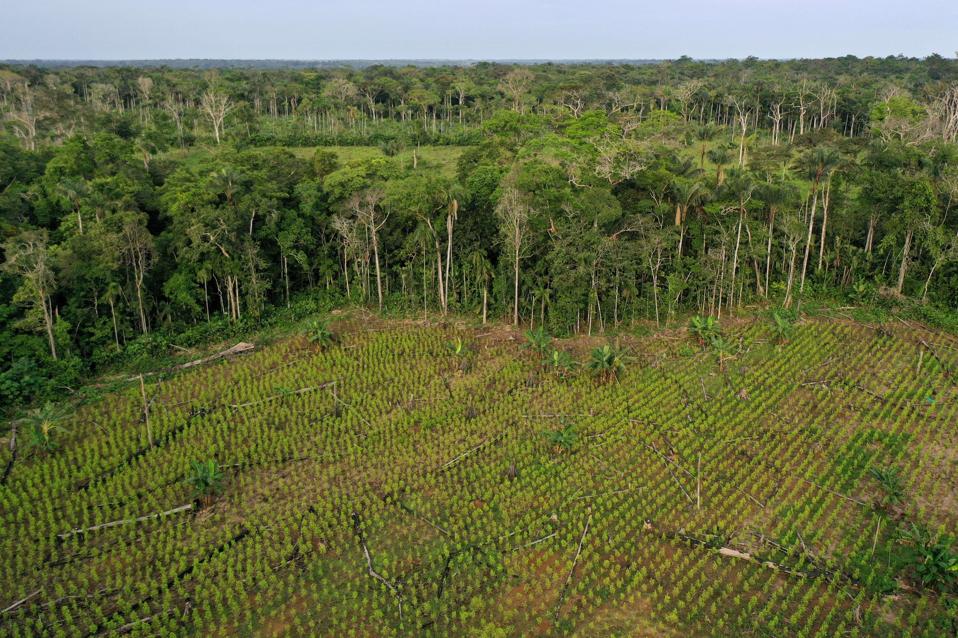 Deforestation Increased In Colombia During Peacetime