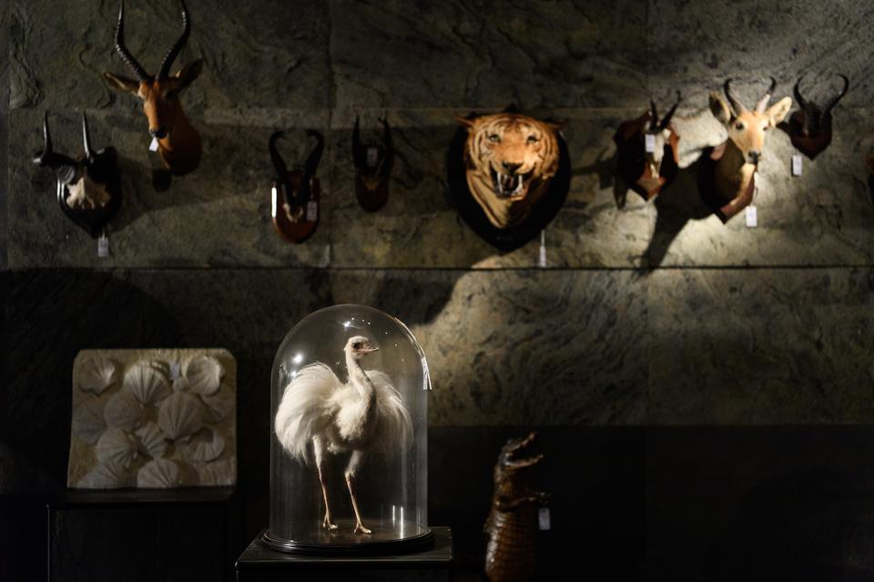 Why Didn't We Domesticate And Farm Dodos Instead Of Hunting Them Into ...