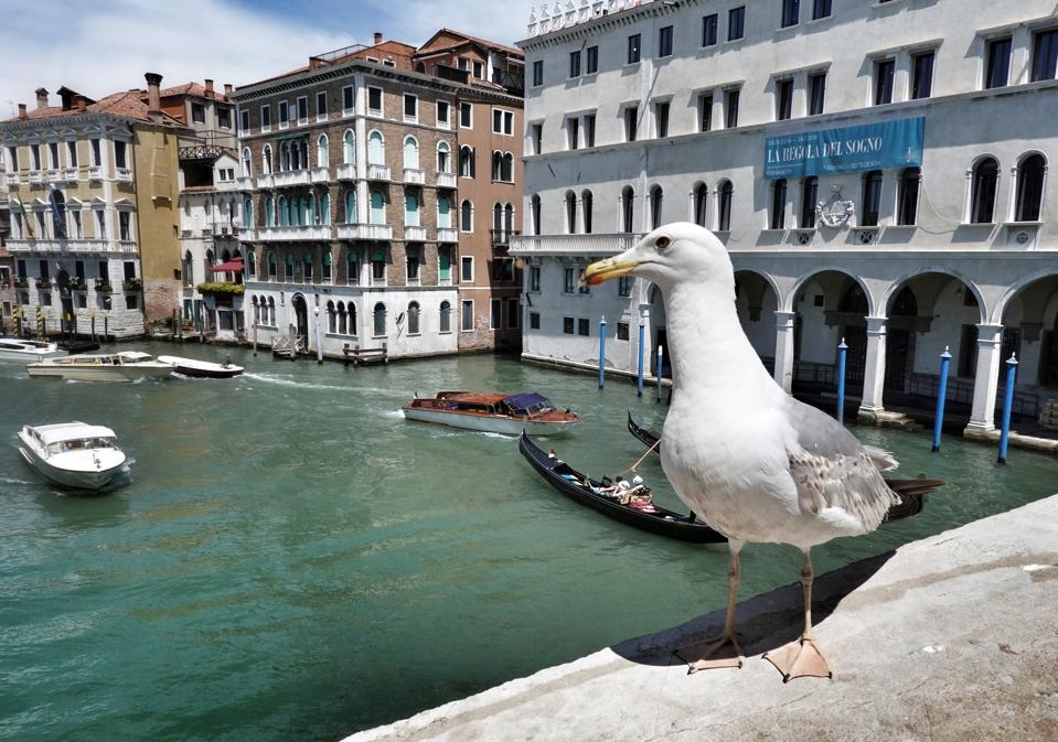 Tourists Armed With Water Pistols To Fight Off Venice's Predatory Seagulls