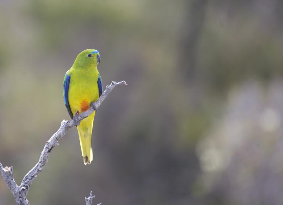 Inbreeding and Families: How To Save Australia’s Orange-Bellied Parrot