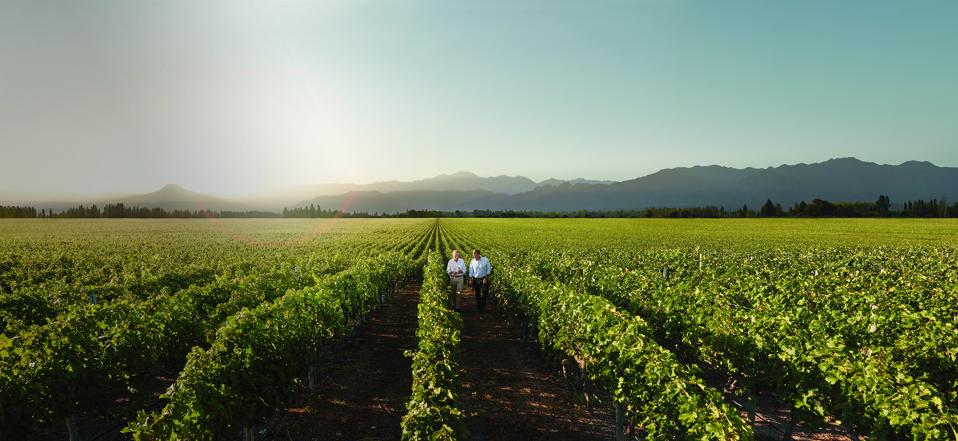 Argentine Winemaker Reveals The Four Secrets Of The Andes