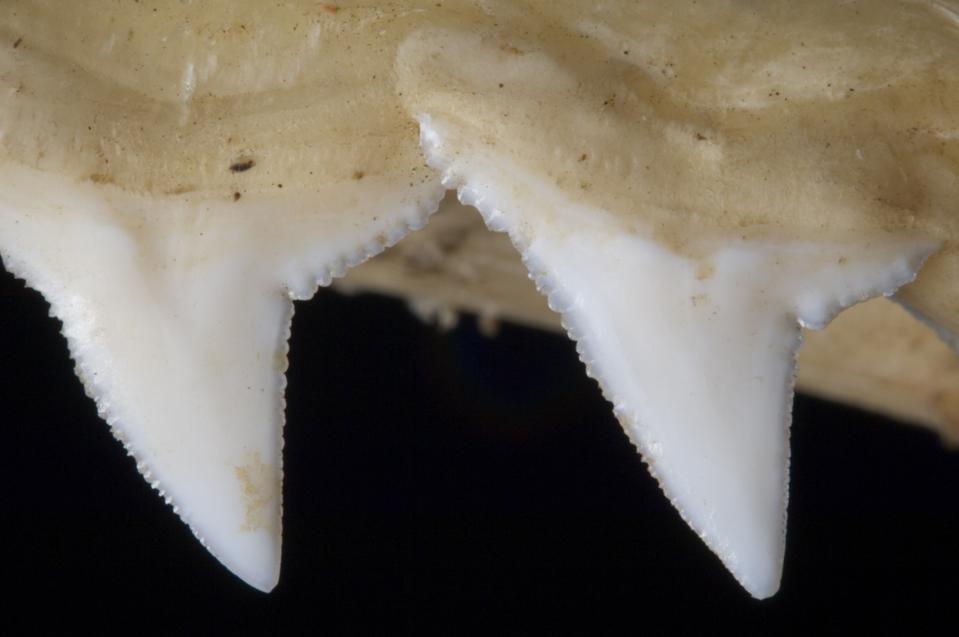 Shark Teeth Can Resist Ocean Acidification