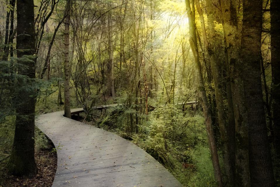 Out Of The Woods: 4 Questions To Determine Your Exit Path