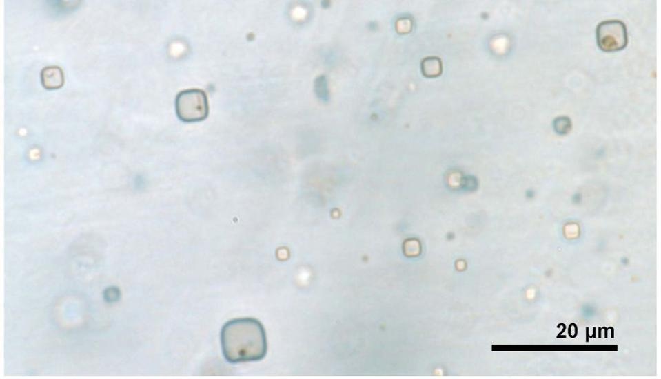 Scientists Discover 830-Million-Year-Old ‘Pickled’ Microorganisms