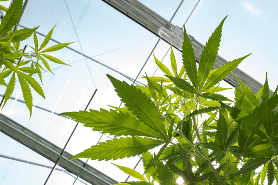 High-Flying Cannabis Industry Faces Big Tax Problems