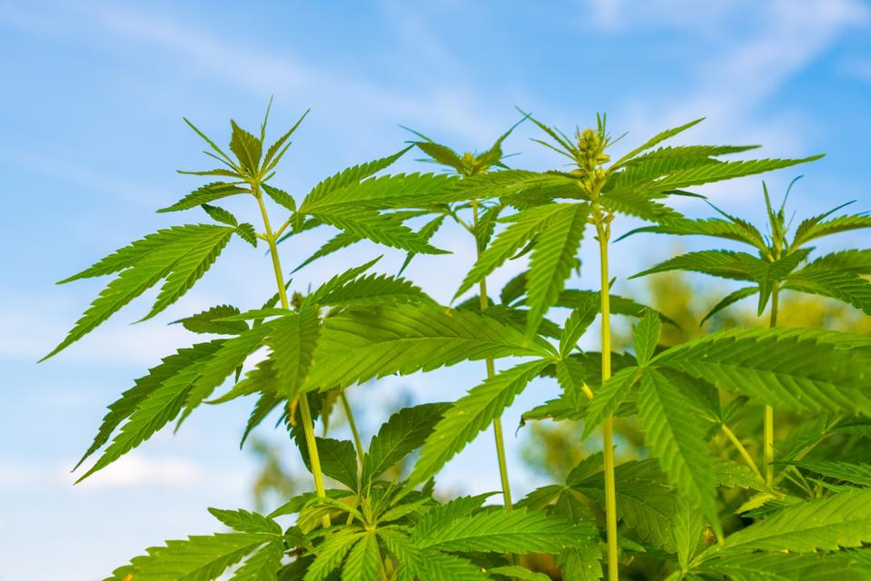 UK Hemp Activists Launch Civil Disobedience Campaign