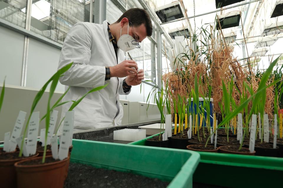 From Psychedelic Pharma To Crop Gene Editing - The UK’s Big Opportunity