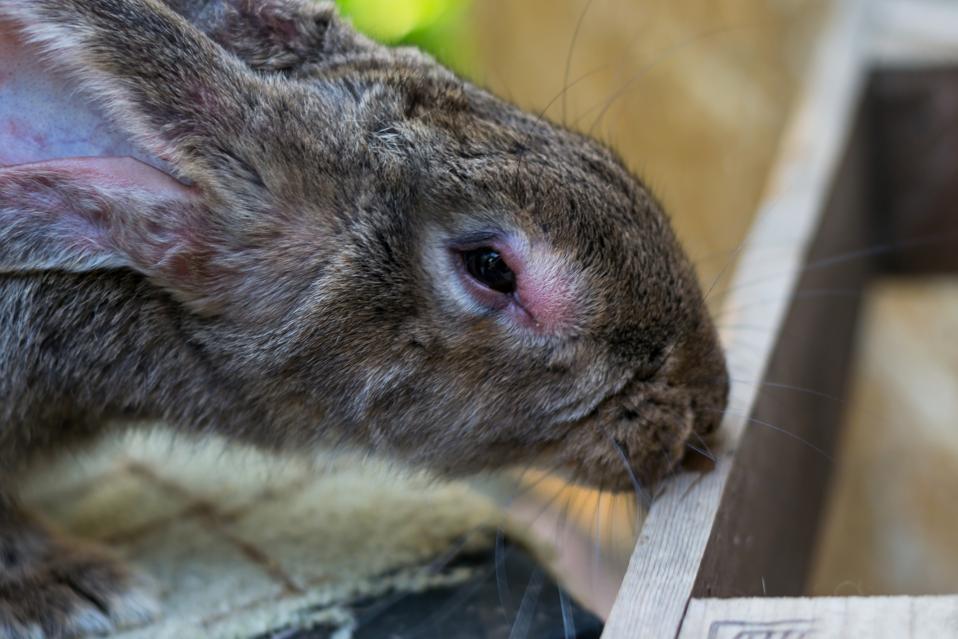 Rabbitpox: the Story of a Specialized Killer