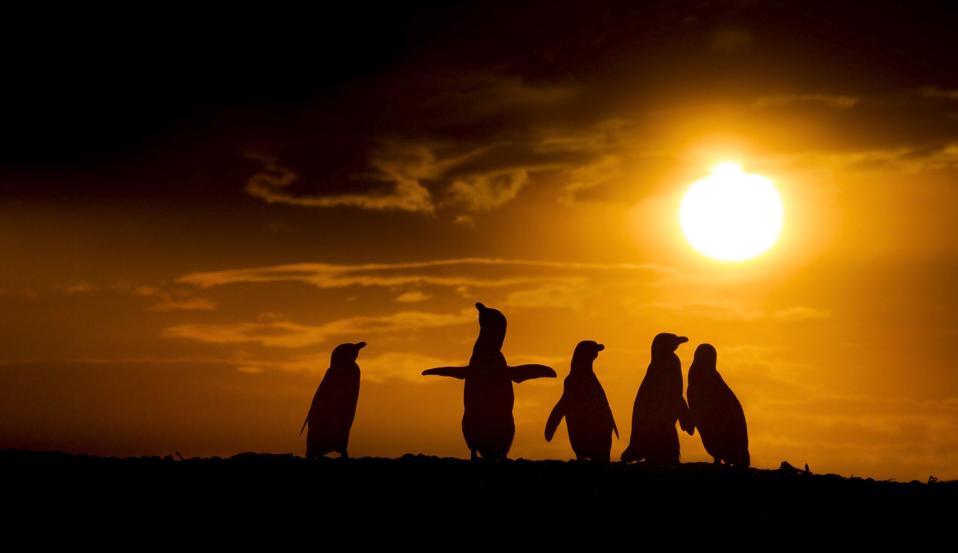 CNN’s First Wildlife Documentary Series Takes Viewers To Patagonia