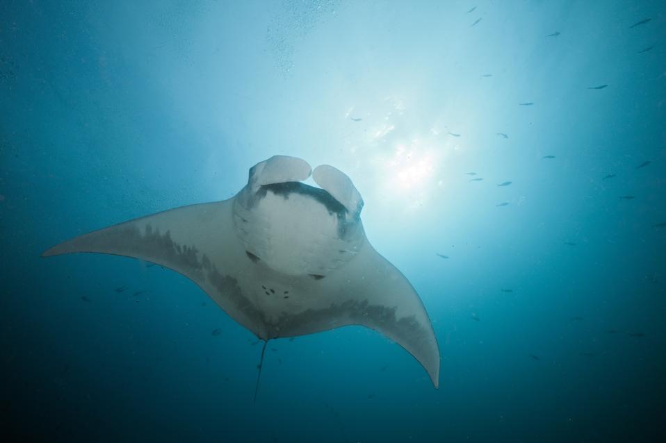 New Genetic Study Finds Reef Manta Rays Stay Close To Home