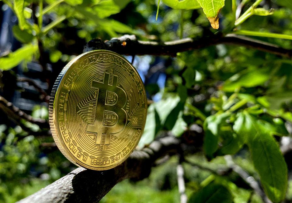What The Bitcoin Industry Needs To Learn From Forestry