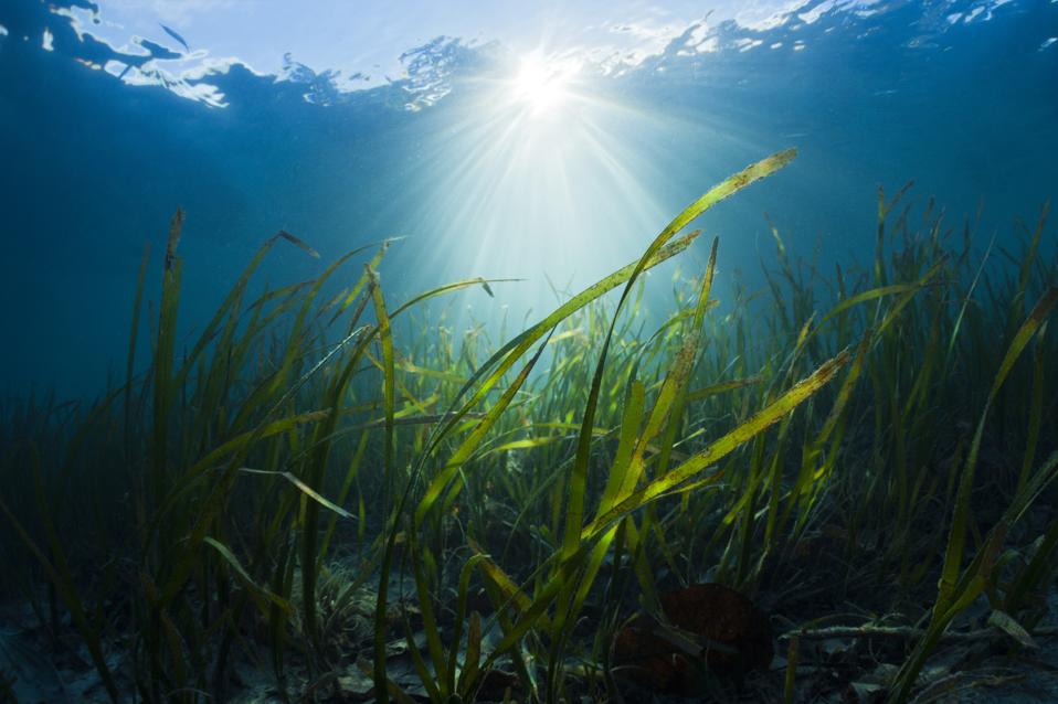 Why It’s Time To Start Planting More Seagrass In Our Oceans