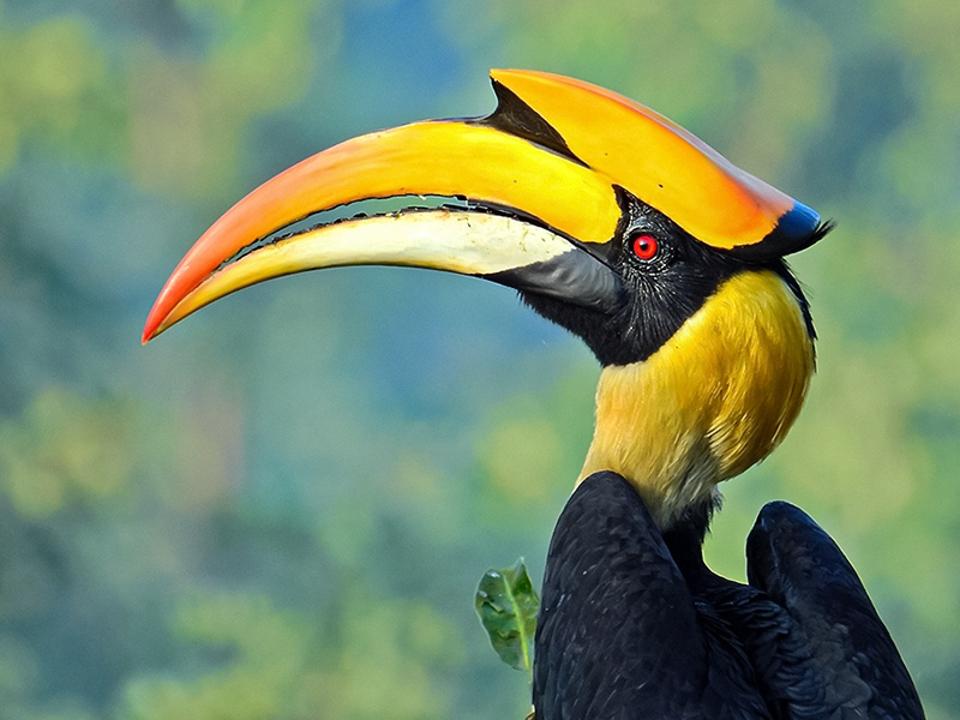 The World’s Most Distinct Birds Are Going Extinct Fastest