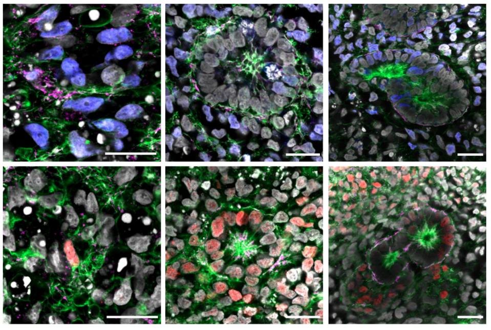 New-Wave Materials Help Create Mini Functional Kidneys