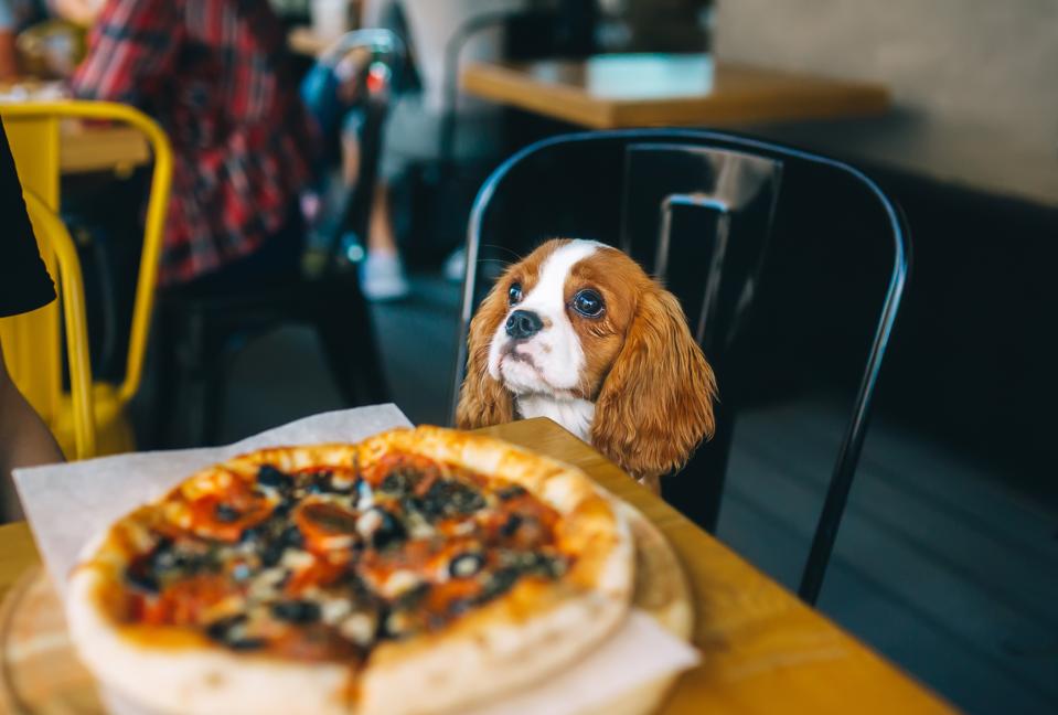 These Are The Best Restaurants To Dine With Your Dog, According To Yelp