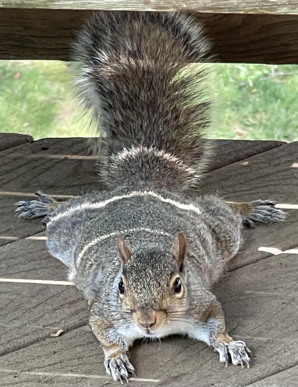 Can ‘Splooting’ Help Beat The Heat? Here’s Why Squirrels Are Heat Dumping
