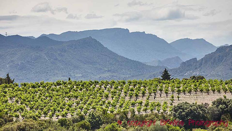 Fitou In The South Of France Revives Its Image With Local Grape Carignan