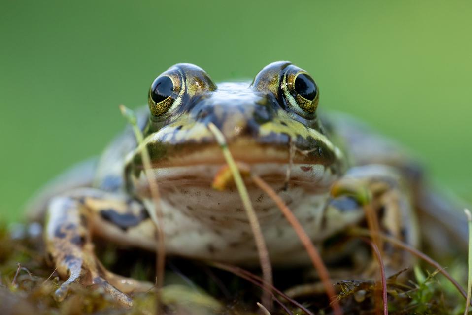 Lost And Found: The Recovery Of England’s Forgotten Frog